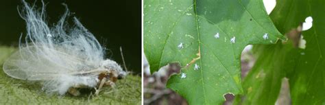 Wooly Aphids On Hackberry Trees
