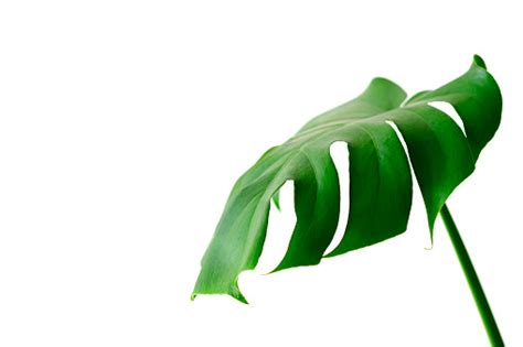 몬스터는 컴포지션 디자인을 위해 장식을 떠난다 포테아 잎 배경에 있는 포테아 델리시오사 잎 이나 스위스 치즈 식물 세련되고 미니멀 한 도시 정글 인테리어 0명에 대한 스톡