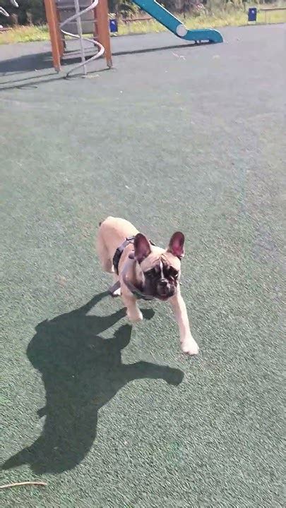 бульдожка Youtube