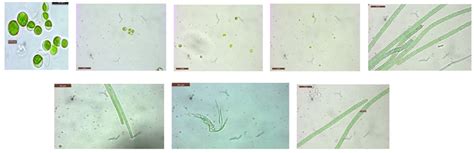 Plate A H Bright Field Microscopical Image Images Of Marine Microalgal Strains Depicting