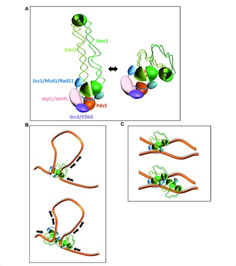 Models Of Cohesin Activity A Architecture Of Cohesin Holocomplex