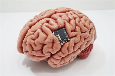 Human Brain Model With Electronic Chip Representation Highlighting Technology And Biology