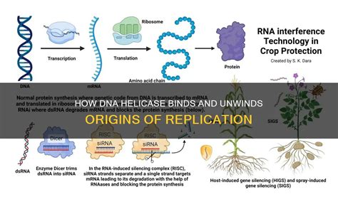 How Dna Helicase Binds And Unwinds Origins Of Replication Medshun