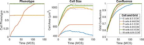 Tissue Dynamics During Scratch Closure The Average Phenotype Cell