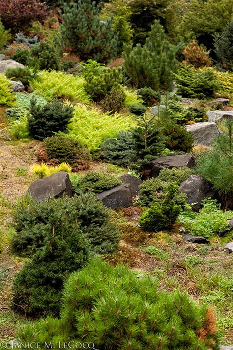 Best Dwarf Conifers For Shade At Emma Sparks Blog