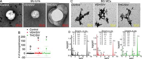 Temedx Elemental Analysis Of Bg Structures A Representative Tem
