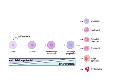 Hematopoietic Stem Cell Differentiation Biorender Science Templates