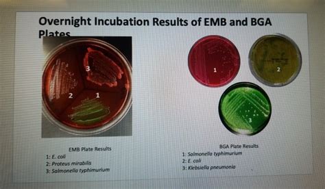 solved part ii record the results of the emb plate bacteria