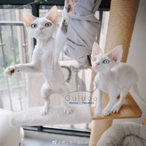德文卷毛猫是不是很粘人 知乎