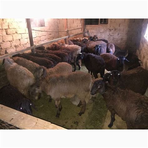 Овцы романовские и Дорпер — Agro Uzbekistan