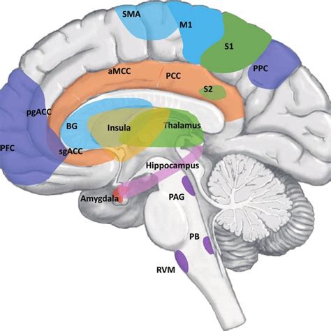 Brain Activity Patterns In The Mpfc Representing Cognitive Control Brain Activity Patterns In The Mpfc Representing Cognitive Control