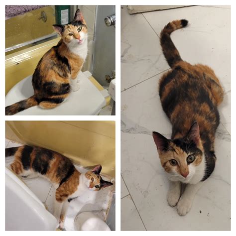 Stormy K S Kitten Rescue