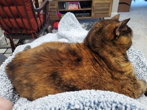 Todays Strife Totally Not Using You For Warmth And Ignoring You