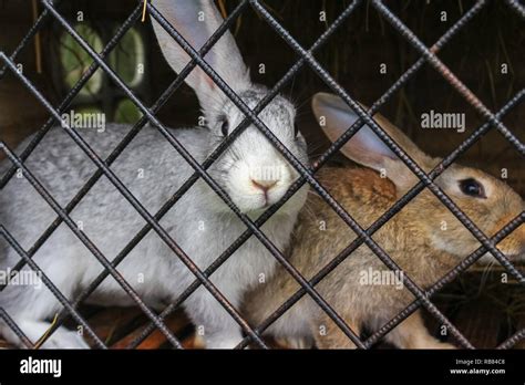 Can You Have Two Rabbits In The Same Cage At Oscar Godson Blog