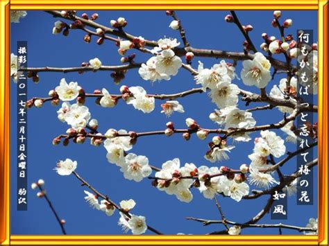 何もかもぱっと忘れて梅の花 如風稲森如風