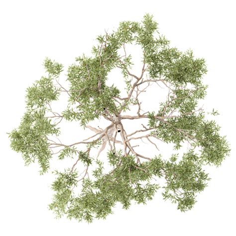 Tree Plan View Pngs For Free Download