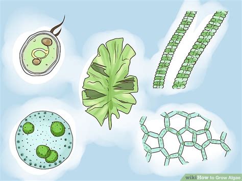 How To Grow Algae 10 Steps With Pictures Wikihow