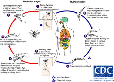Mitos Y Verdades Sobre La Mosca Tsé Tsé Y La Enfermedad Del Sueño