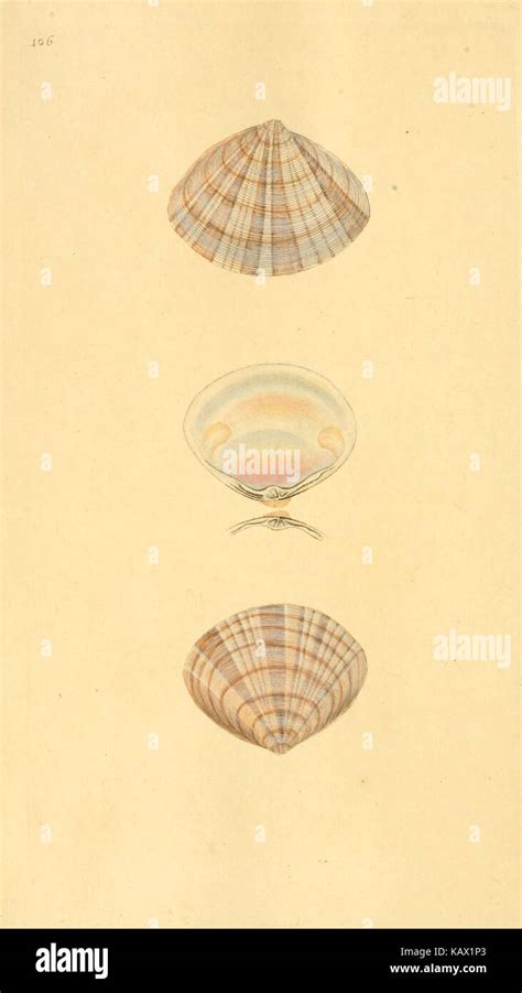 The Natural History Of British Shells Plate 106 6126653087 Stock