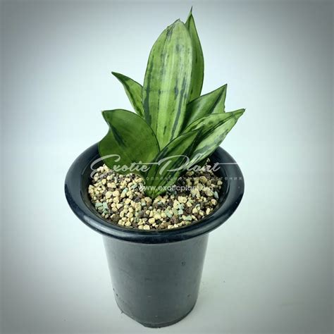 Sansevieria trifasciata Moonshine mutant Brasilian - exoticplantshop.org