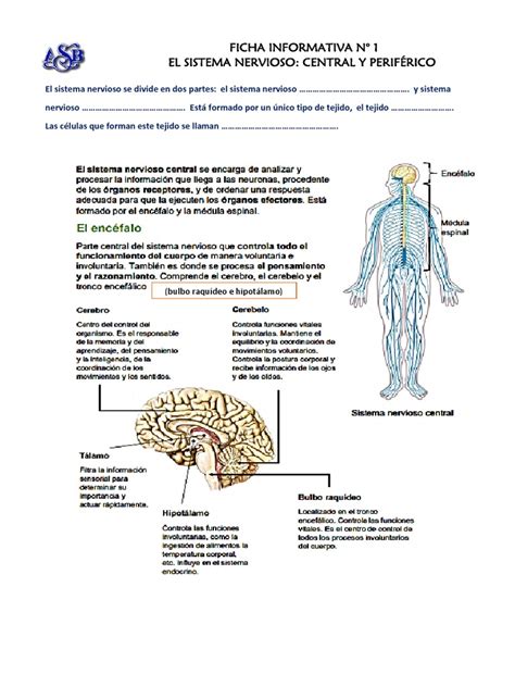 Sistema Nervioso Central Y Periferico 2 Pdf Sistema Nervioso