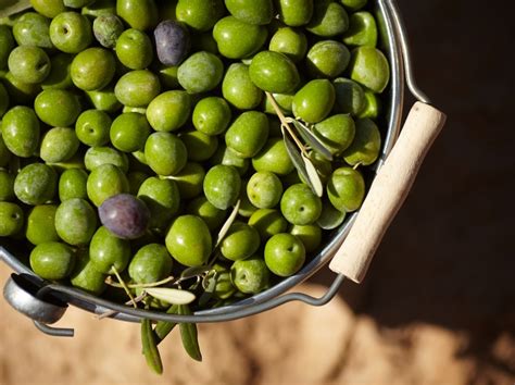 스페인 올리브 오일 브랜드 라치나타 코리아 Band