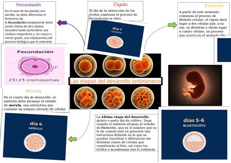 Etapas Del Desarrollo Embrionario Esquemas Y Mapas Conceptuales De