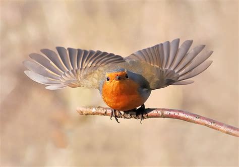 Robin Symbolism And Meaning Totem Spirit And Omens World Birds