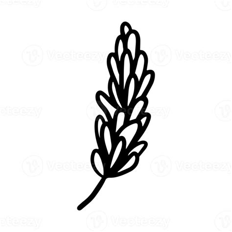Lavender Hand Drawn Illustration 15152872 Png