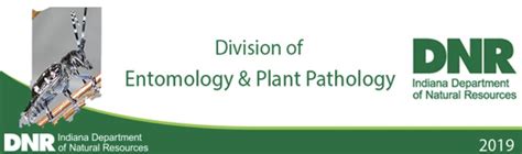 Invasive Pests Of Trees And Gardens Workshops