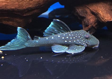Blue Phantom Pleco