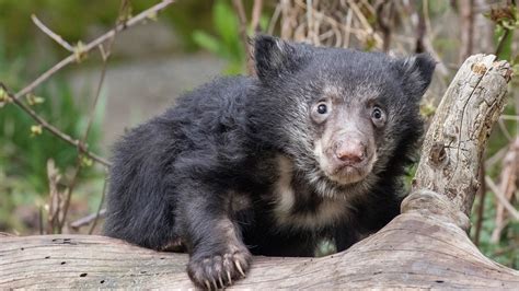 Sloth Bear Cubs Take First Steps Outdoors