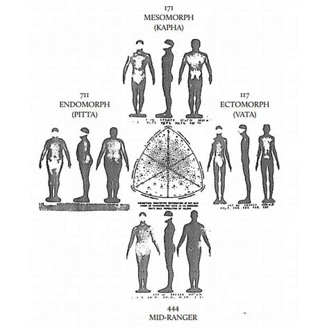 1 Examples Of Extreme Ectomorph 117 Mesomorph 171 Ami Endomorph