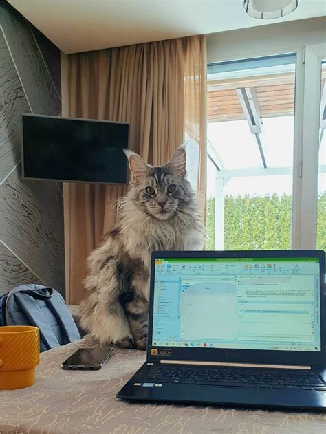 yoana tsankova on linkedin internationalcatday qaautomation java javascript python regular…