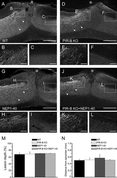Axonal Regeneration Sprouting Were Not Promoted In The Cst After Sci In