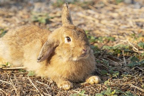 Fluffy Brown Bunny Rabbit Sitting On The Dry Grass Over Environment