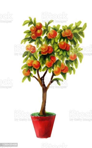 흰색 배경에 잘 익은 과일이있는 오렌지 나무 육즙이 많은 오렌지 과일을 곁들인 나무의 수채화 식물학적 그림 오렌지 나무에 대한 스톡 벡터 아트 및 기타 이미지 Istock