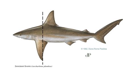 Sandbar Shark Fwc