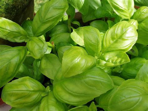 Basil Information And Facts Auscrops Com Au