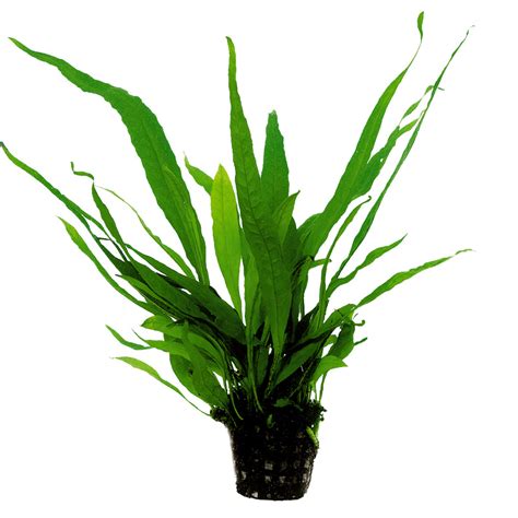 Microsorium Pteropus Javafern The Aquarium People