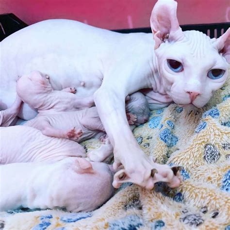 Sphynx Kittens For Sale In Indiana