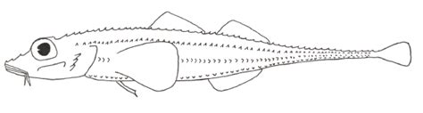 Agonidae