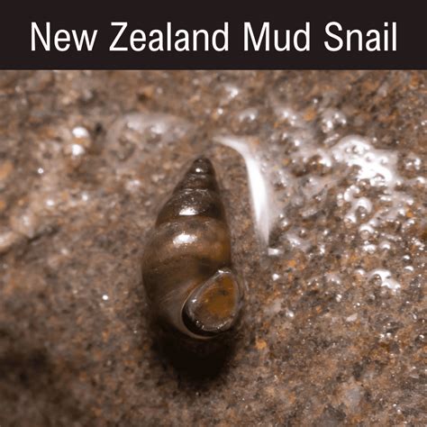 New Zealand Mud Snail Alberta Invasive Species Council