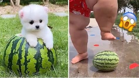 ویدیوهای بامزه و خنده دار از سگ های پامرانین بامزه ترین ها تماشا