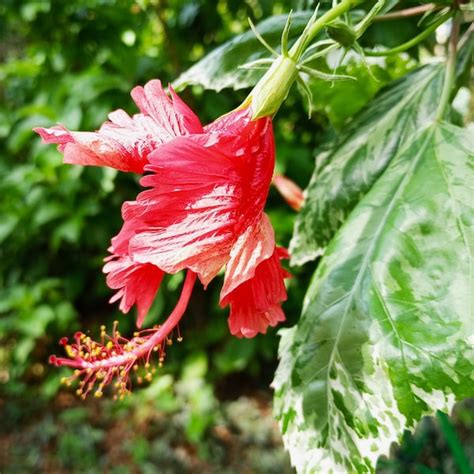 Variegated Hibiscus Etsy