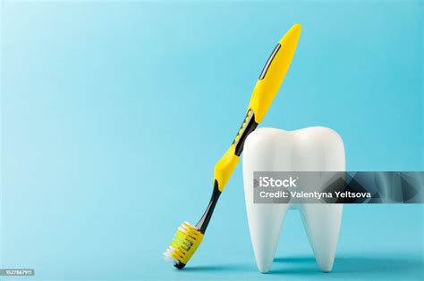 파란색 배경에 칫솔이있는 흰색 치아의 청소 모델 치과 위생의 개념 플라크 및 잇몸 질환의 예방 충치의 예방 모형 0명에 대한 스톡 사진 및 기타 이미지 Istock