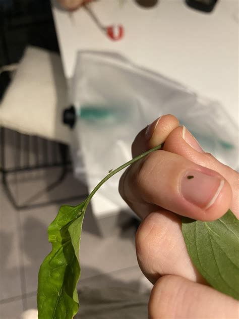 How To Get Rid Of Aphids Naturally R Plantclinic