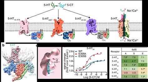Cell Discov五羟色胺5A受体配体识别选择性和激活的分子机制 生物通