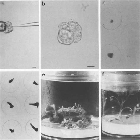A Microinjection Into Individual Cells Of A Multicellular Embryoid Download Scientific Diagram