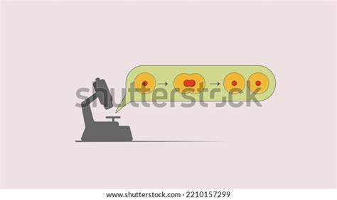 Concept Using Microscope See Cell Division Stock Vector Royalty Free 2210157299 Shutterstock
